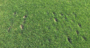 New Creeping Ryegrass Cultivar - Turf Matters