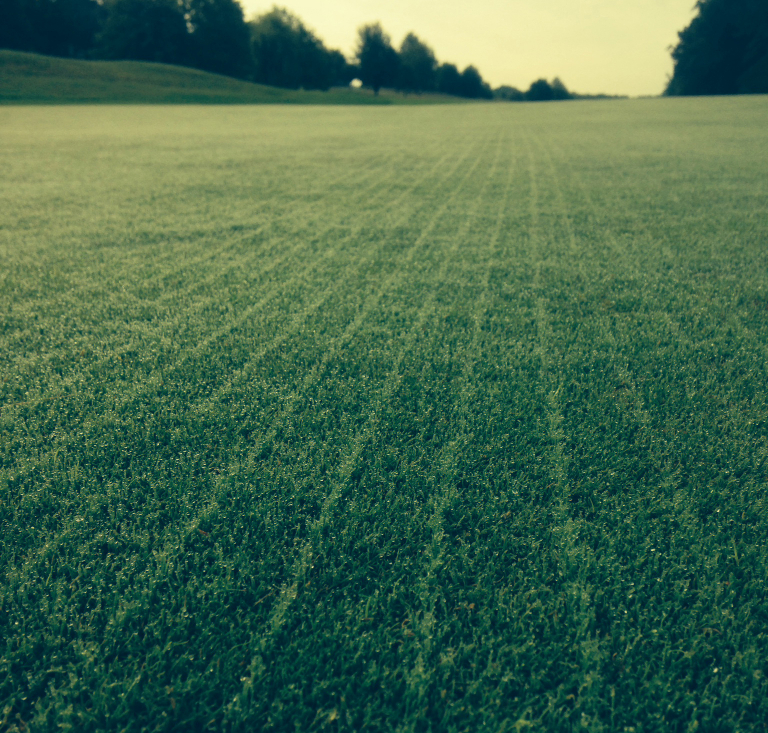 New browntop bentgrass from Germinal - Turf Matters